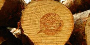Heartwood vs Sapwood: Its Uses and Wood Working - Timber Blogger
