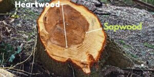 Heartwood vs Sapwood: Its Uses and Wood Working - Timber Blogger