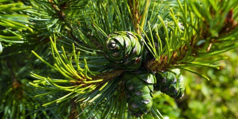 Cedar Wood Properties | Cedar Uses, advantages, and disadvantages