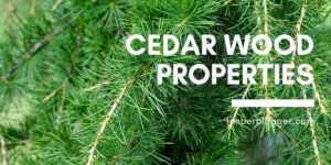 Cedar Wood Properties | Cedar Uses, advantages, and disadvantages