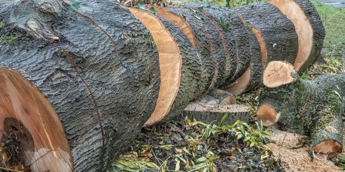 Black Ash Wood Characteristics