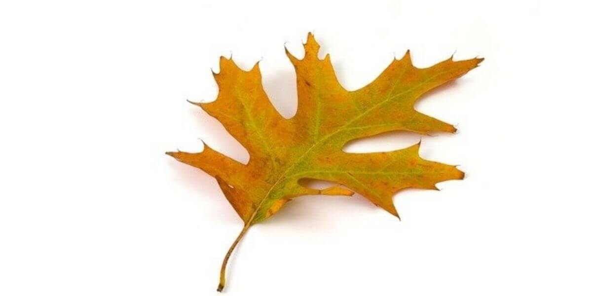 Pin Oak Tree | Its Problems and Diseases - Timber Blogger