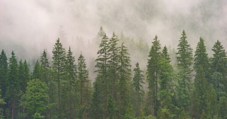 Pine Wood: Uses, Advantages, and Disadvantages