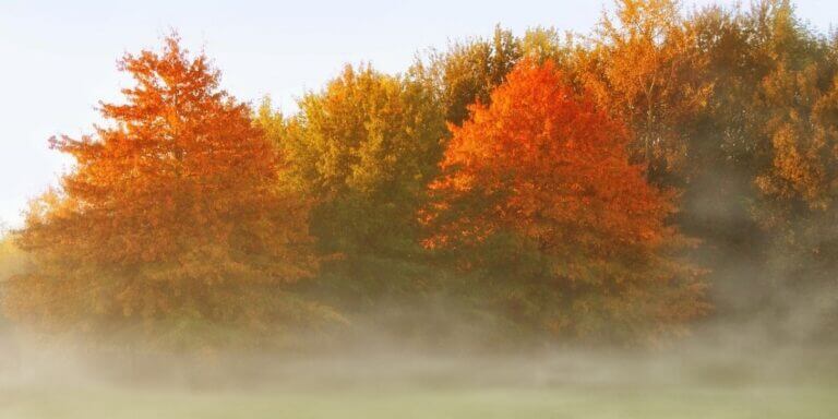 Pin Oak Tree | Its Problems and Diseases - Timber Blogger