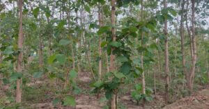 Teak Wood | Uses, Advantages, Disadvantages