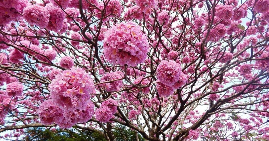 Ipe vs Redwood | Color, Appearance, Durability, and Workability