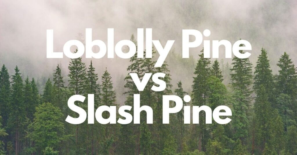 Loblolly Pine vs Slash Pine | Which Wood is Best for Application?