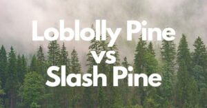 Loblolly Pine vs Slash Pine | Which Wood is Best for Application?