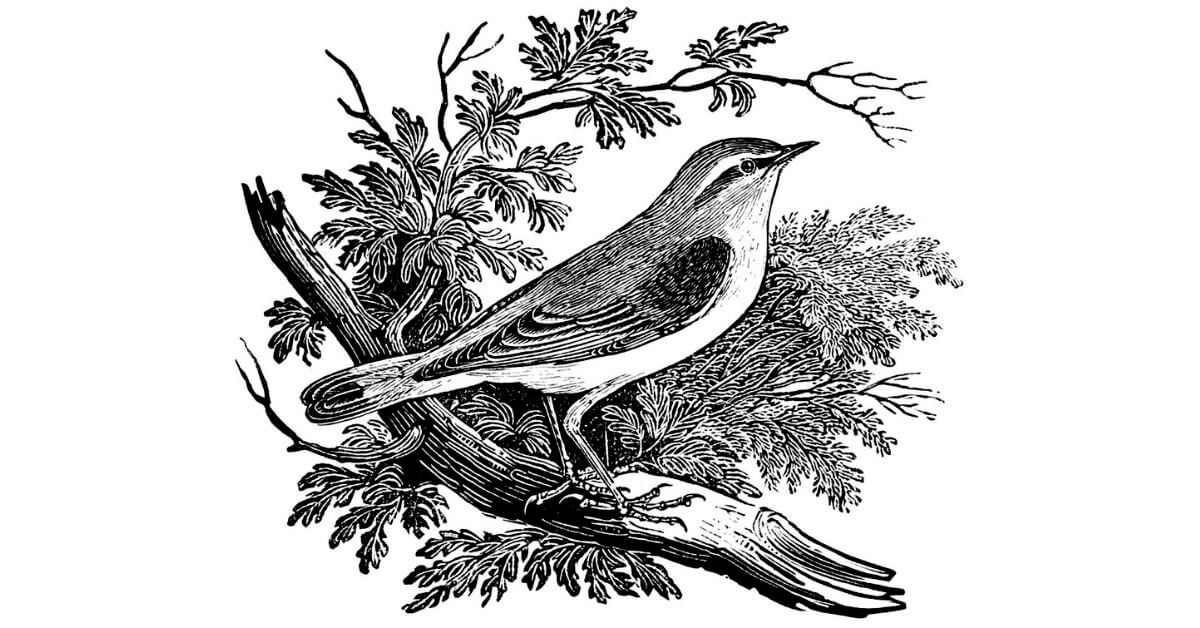 Wood Engraving | Best Wood for Laser and Hand Engraving