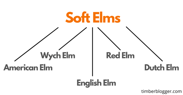 Elm Wood | What is Elm Wood Used For? - Timber Blogger