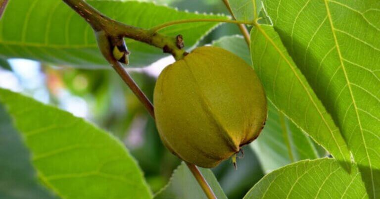 Bitternut Hickory | Properties, Uses, and Identification - Timber Blogger