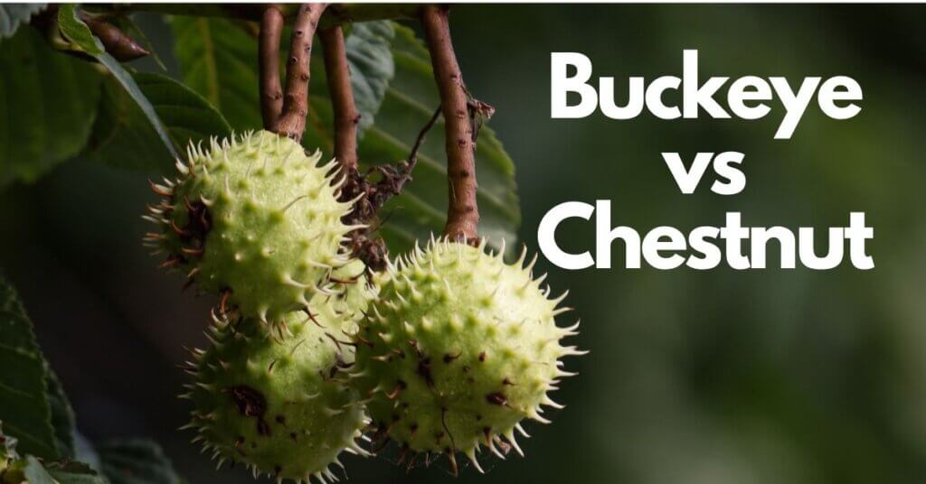 Buckeye vs Chestnut | What's the Difference? - Timber Blogger