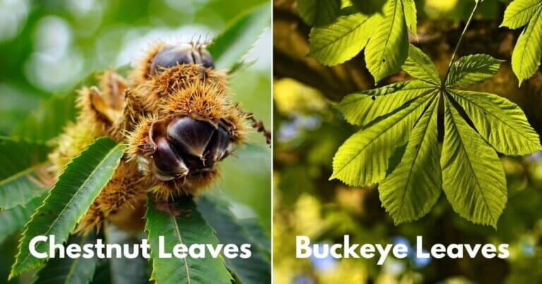 Buckeye vs Chestnut | What's the Difference? - Timber Blogger
