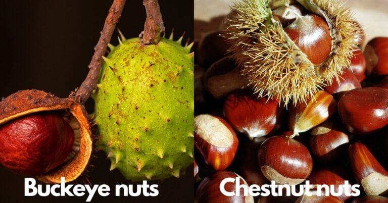 Buckeye vs Chestnut | What's the Difference? - Timber Blogger