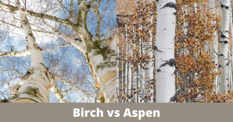 Birch vs Aspen | Which one is better? - Timber Blogger