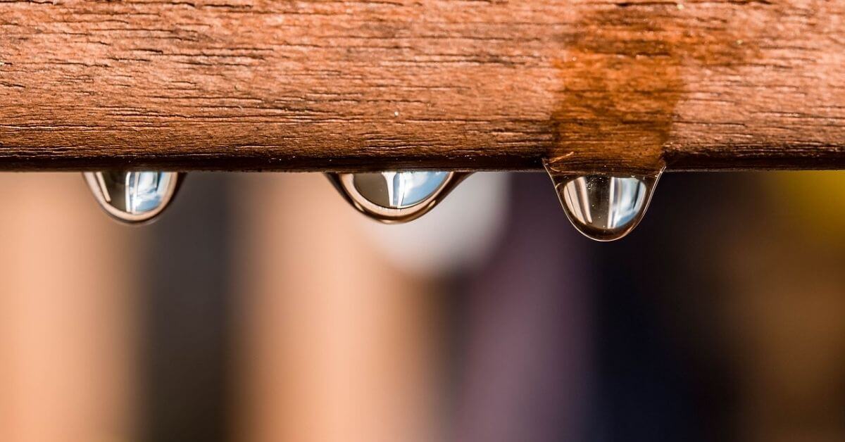 Spruce Wood | Types of Spruce, Uses, Advantages, and Disadvantages ...