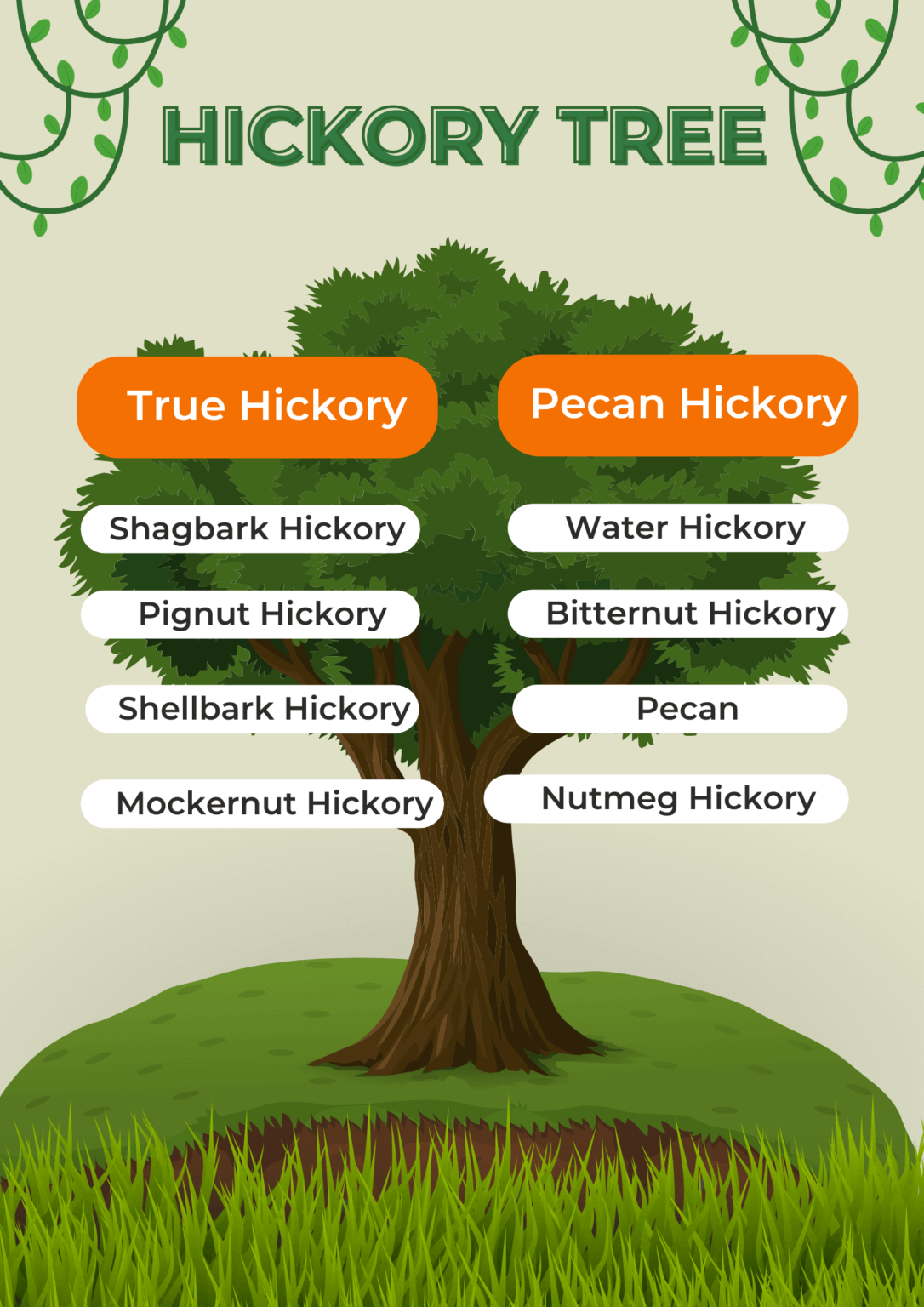 Types of Hickory Wood - Timber Blogger